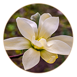 STRICNINA Extrait De Parfum